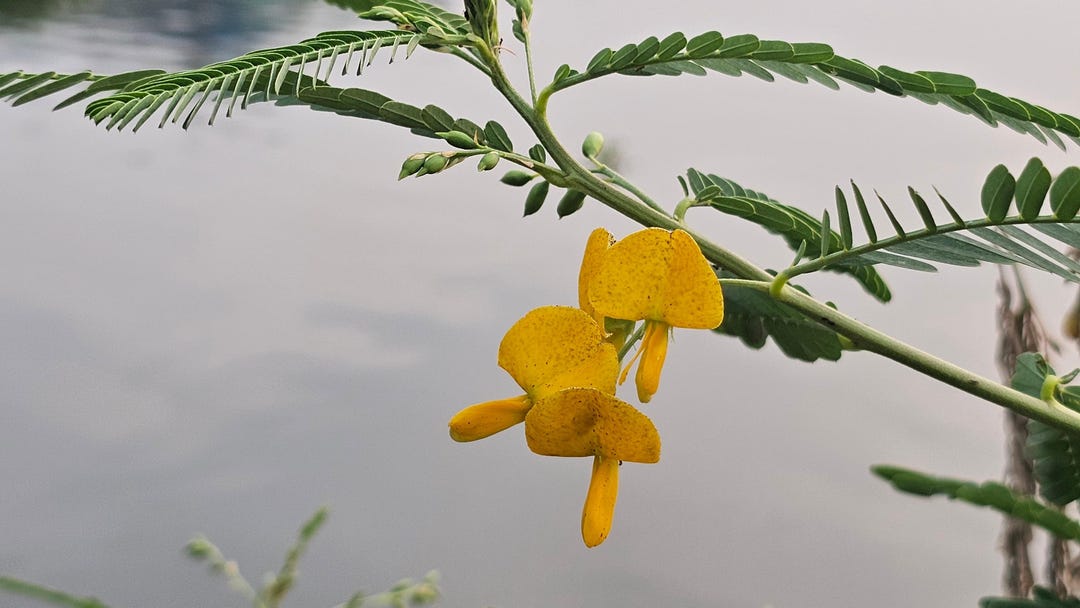 Large Leaf Sensitive Plant or Neptunia Aquatica Floating Plant (pack of ...