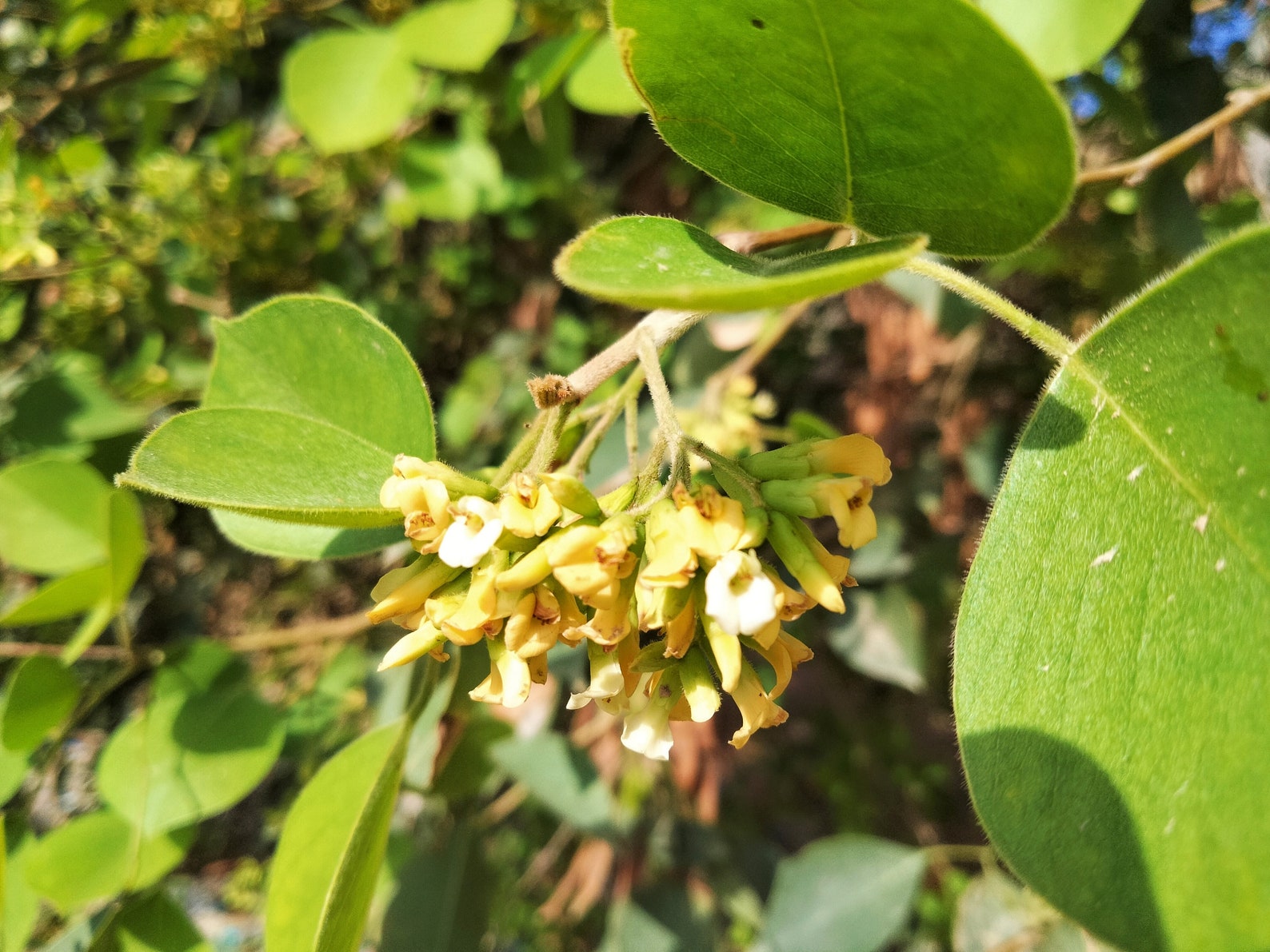 Sissoo Tree Dalbergia Sissoo Organic Hand Collected Seeds 10 Pack - Etsy