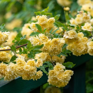Rosa Banksiae, Lady Banks, Lady Banks Rose, Tombstone Rose Yellow (6 ...