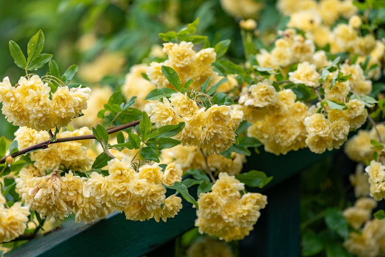 Rosa Banksiae, Lady Banks, Lady Banks Rose, Tombstone Rose Yellow (6 ...