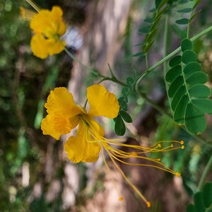 Mexican Holdback, Mexican Caesalpinia, Tabachín Del Monte ...