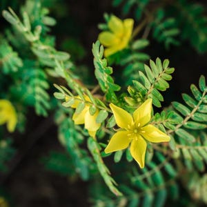 Goats Head Thorns, Goathead, Tribulus Terrestris, Bindii, Puncturevine ...