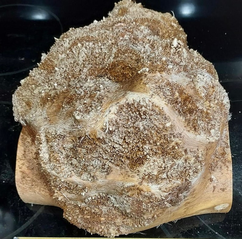 Live Edge Black Locust Burl Cap Bowl - Etsy