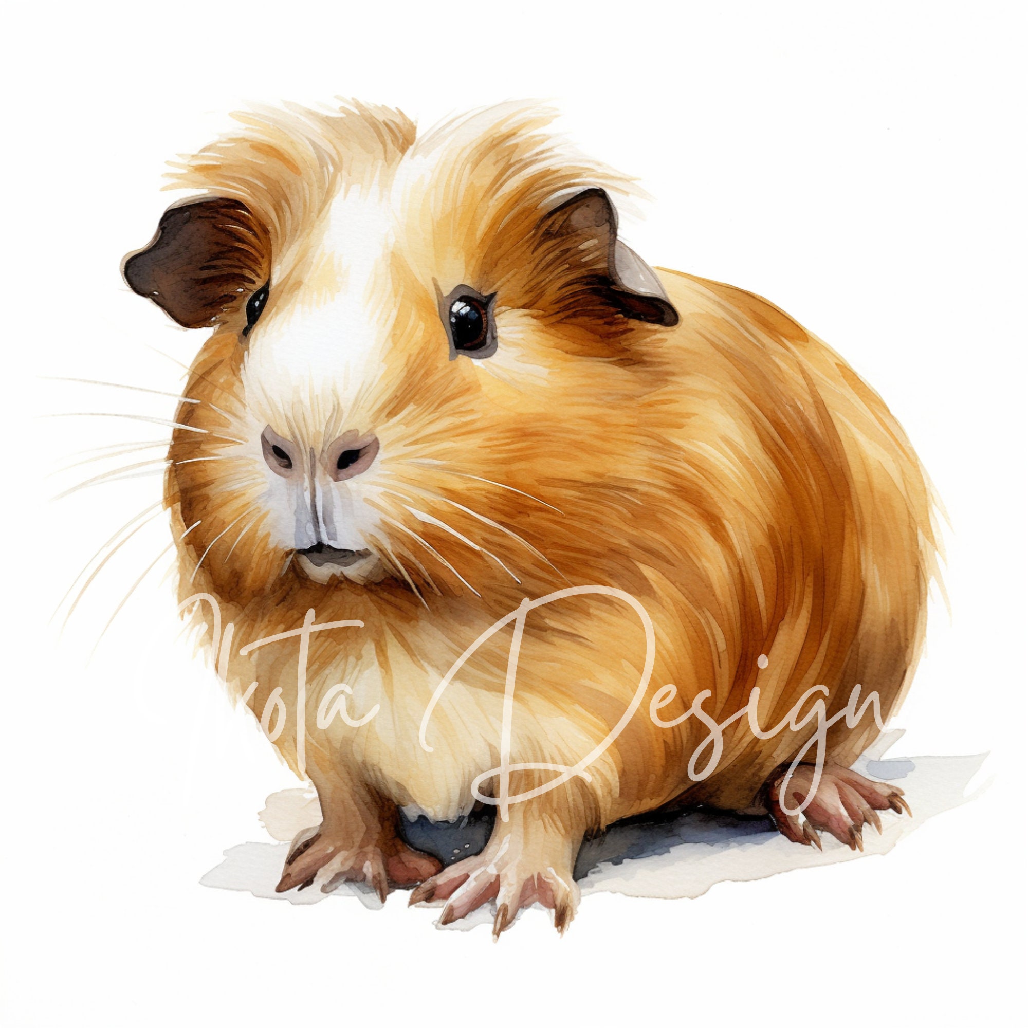 Guinea Pig Clipart Collection, Cute Pet Guinea Portraits, Realistic ...