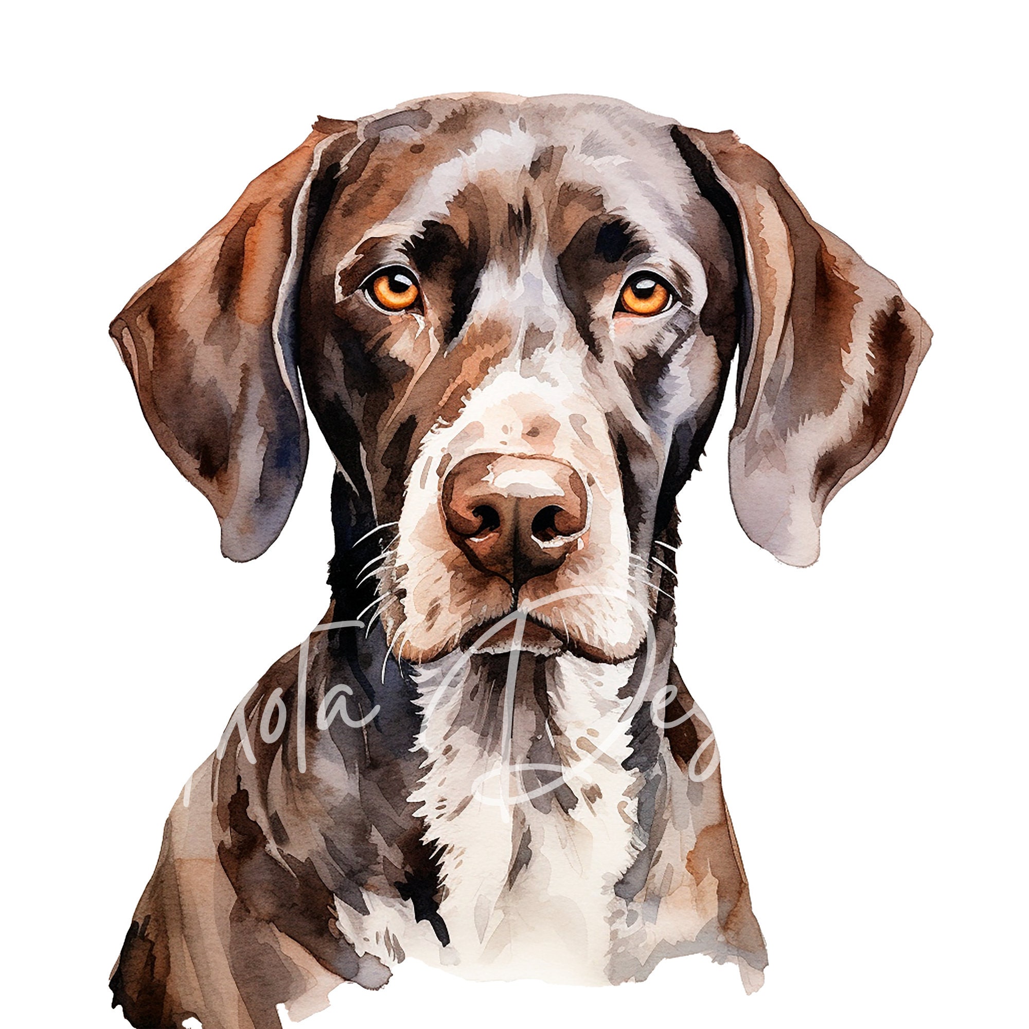 Short Haired Pointer Clipart 40 High Quality PNG Digital Planner, Junk ...