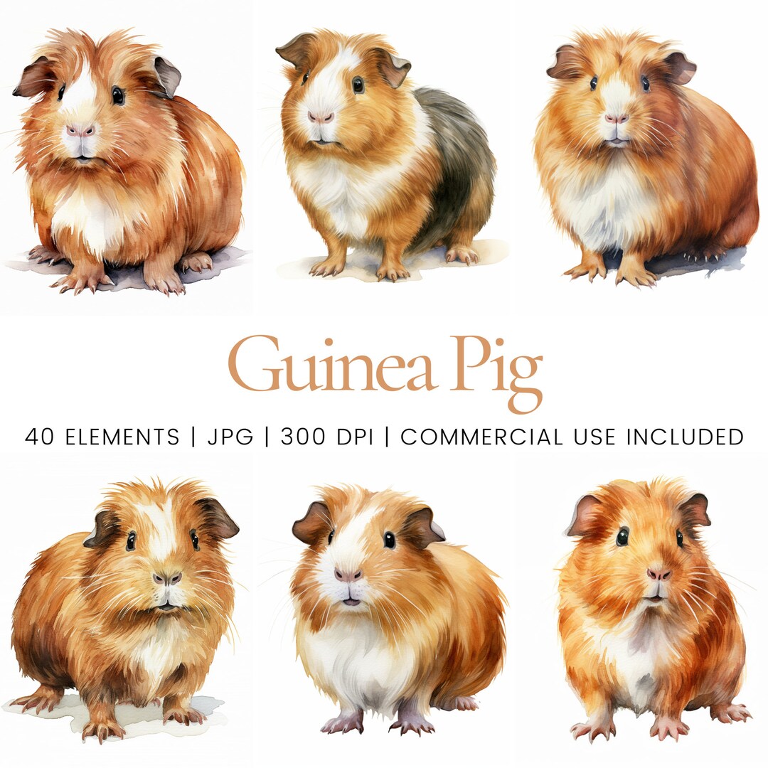 Guinea Pig Clipart 40 High Quality Jpgs Digital Planner, Junk ...
