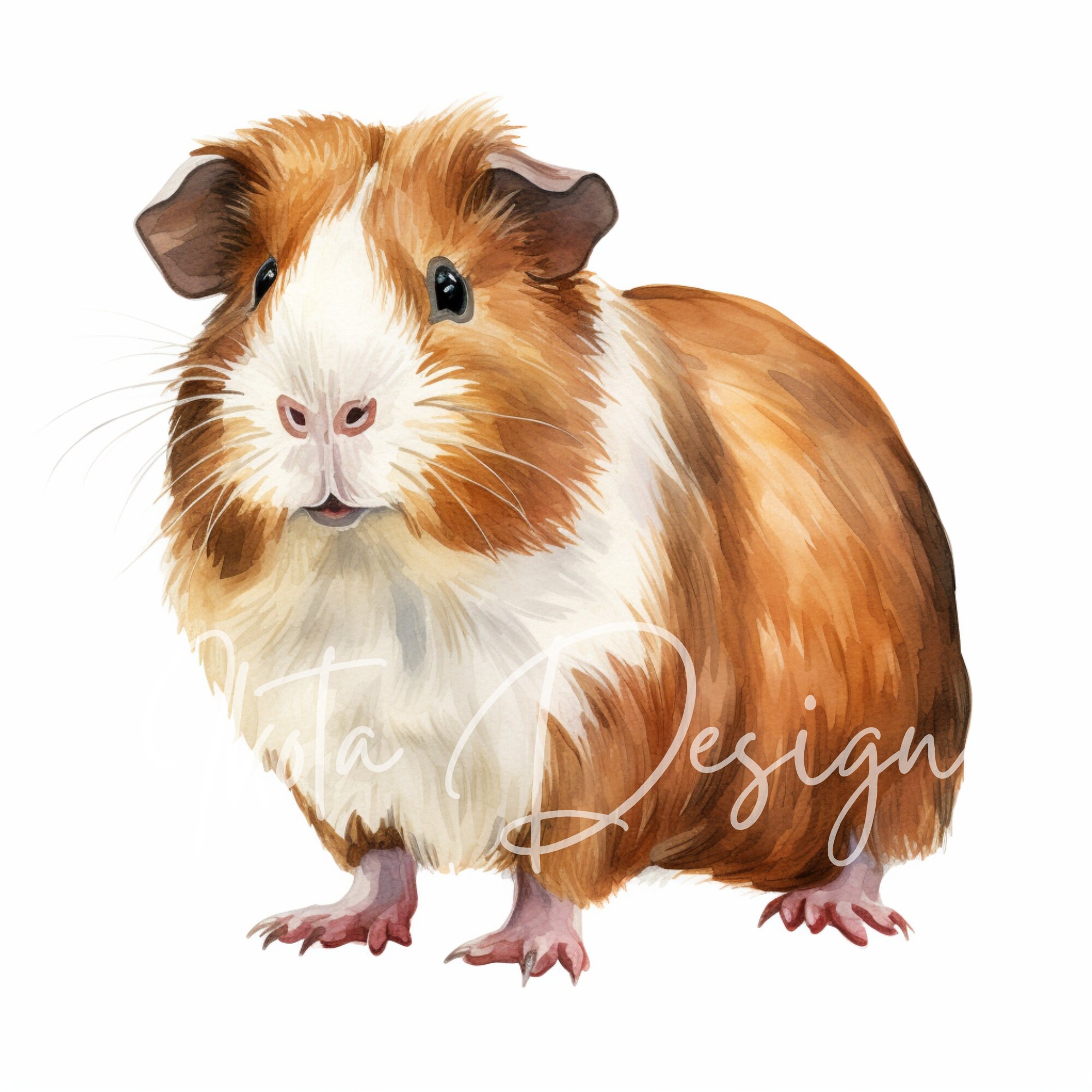 Guinea Pig Clipart Collection, Cute Pet Guinea Portraits, Realistic ...