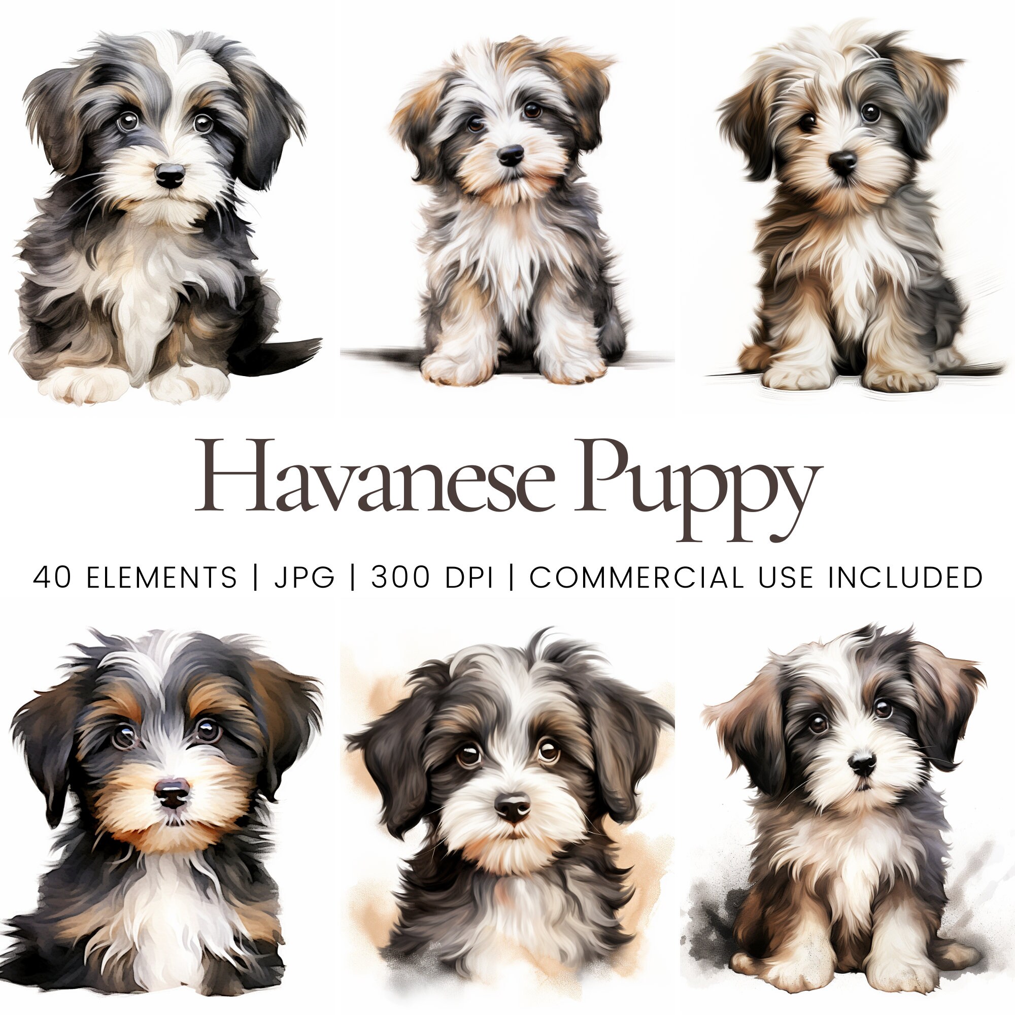 Havanese Puppy Clipart 40 High Quality Jpgs Digital - Etsy