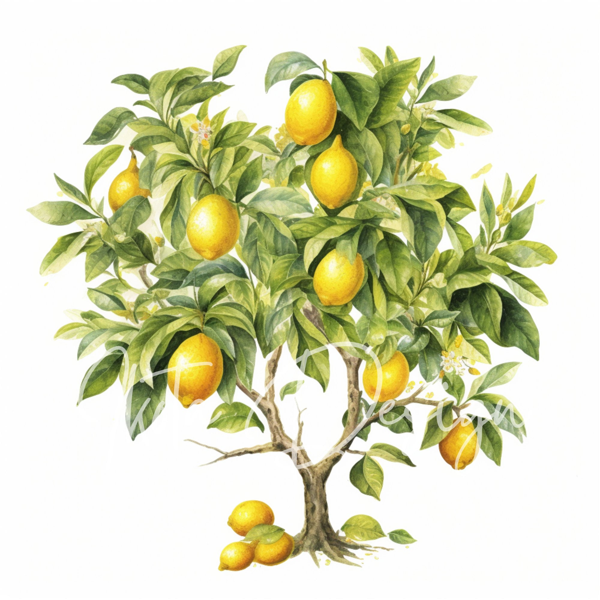 Lemon Tree Clipart Bundle Watercolor Citrus Trees Digital Download ...