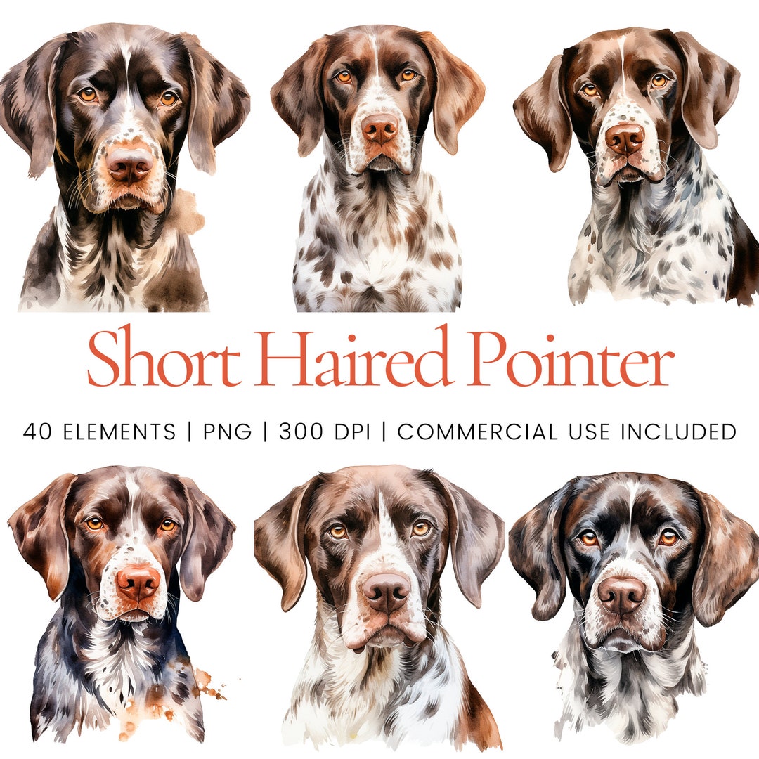 Short Haired Pointer Clipart 40 High Quality PNG Digital Planner, Junk ...