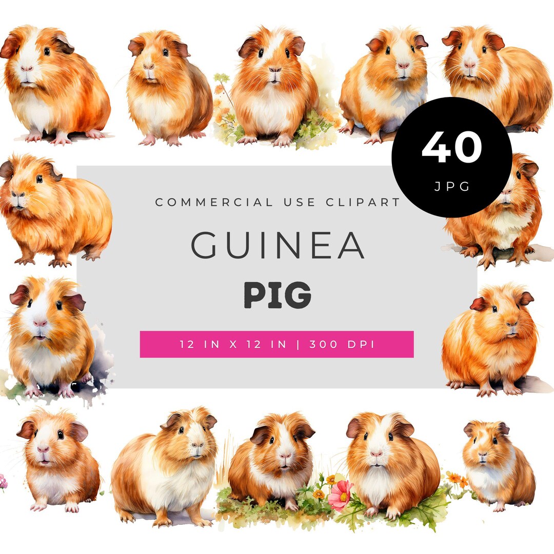 Guinea Pig Clipart Collection, Cute Pet Guinea Portraits, Realistic ...