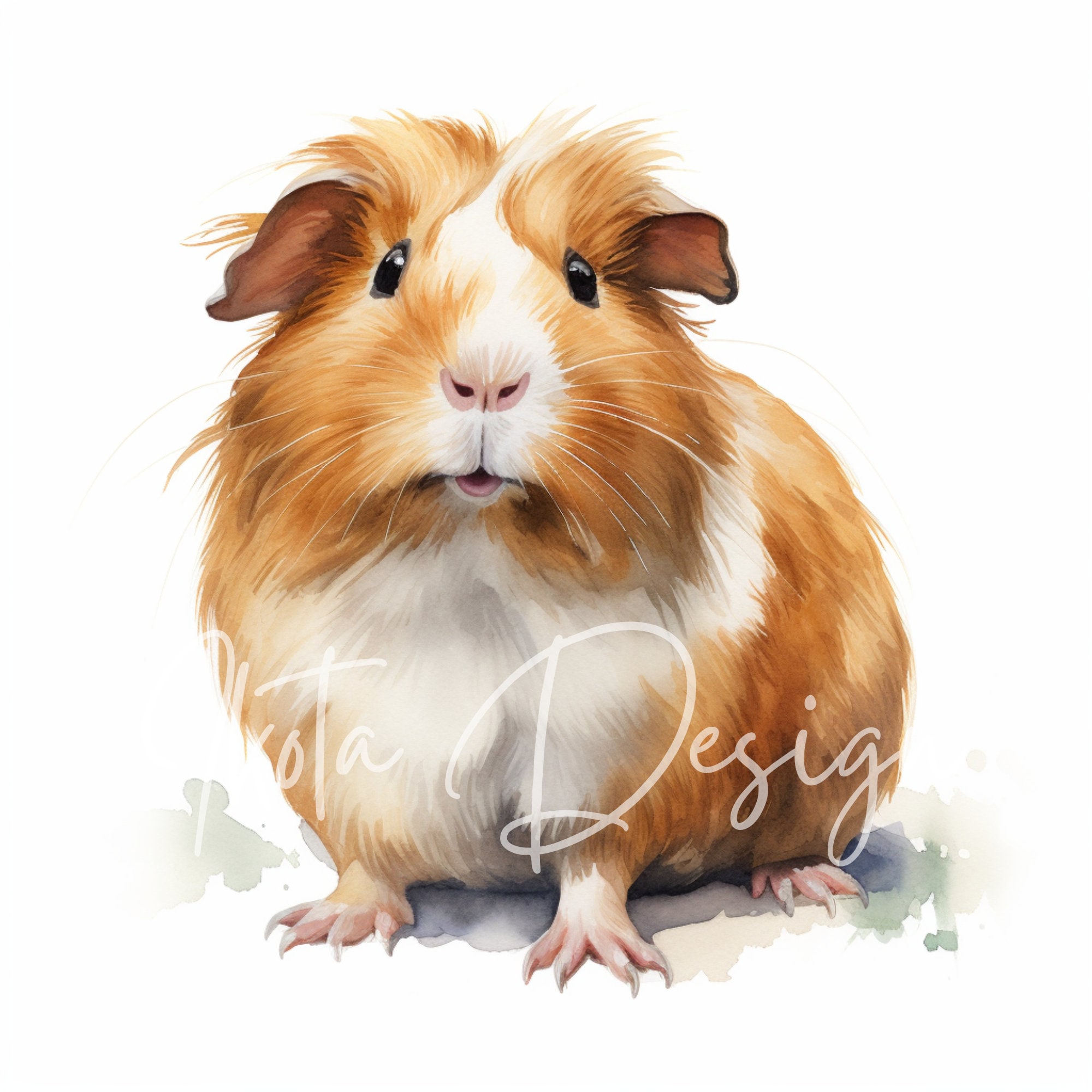 Guinea Pig Clipart Collection, Cute Pet Guinea Portraits, Realistic ...
