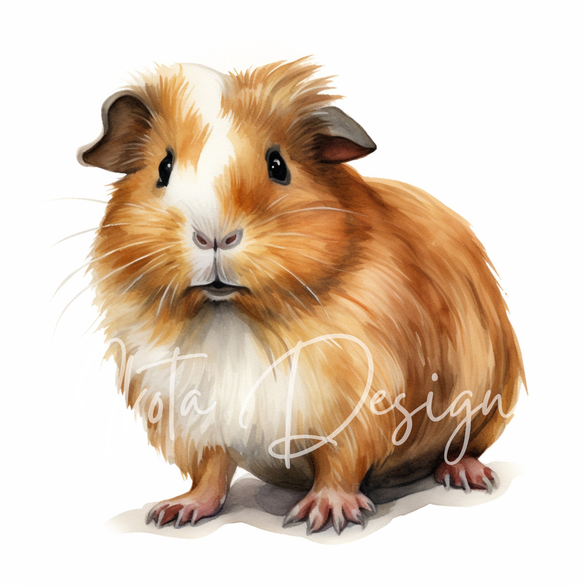 Guinea Pig Clipart Collection, Cute Pet Guinea Portraits, Realistic ...