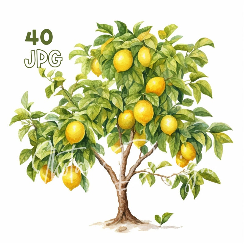 Lemon Tree Cards - Etsy