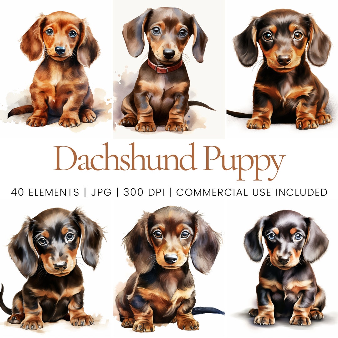 Dachshund Puppy Clipart 40 High Quality Jpgs Digital Planner, Junk ...