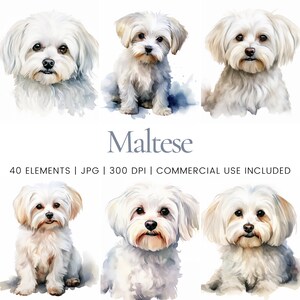 Maltese Clipart - 40 High Quality Jpgs - Digital Planner, Junk ...
