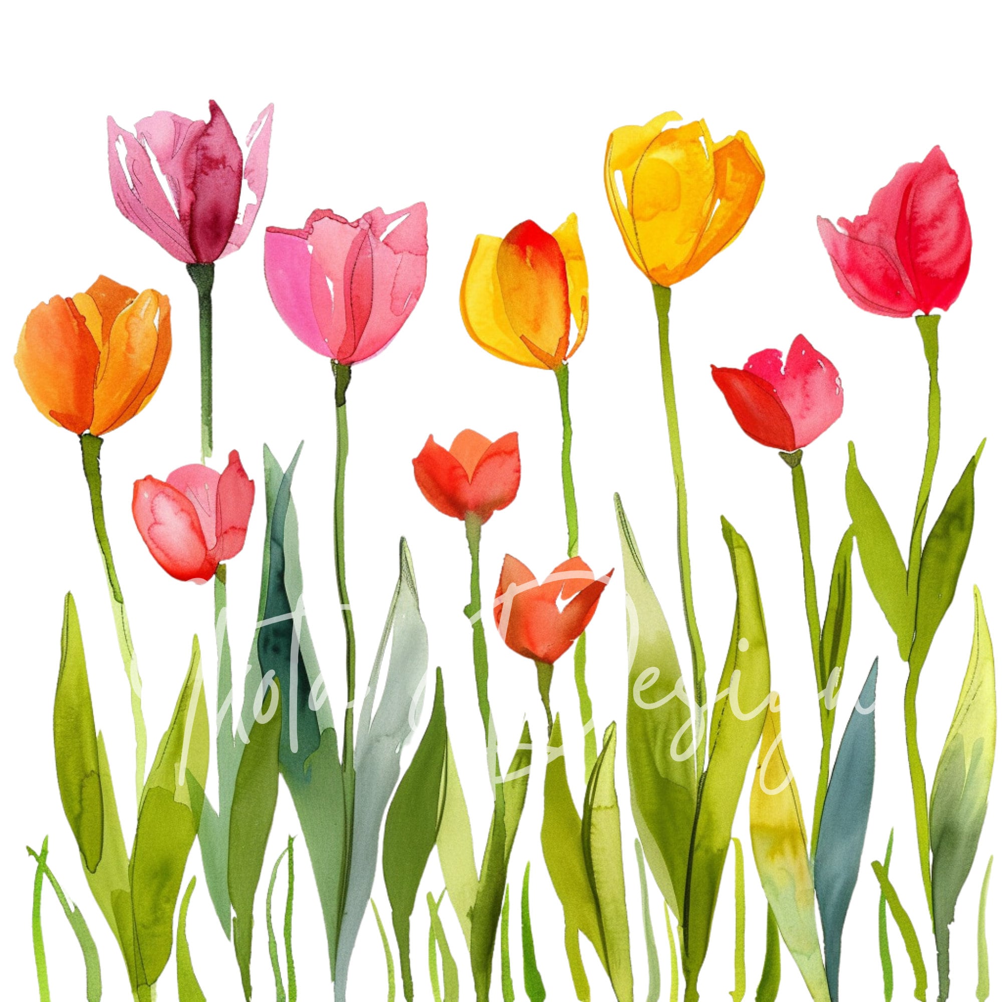 Watercolor Tulips Clipart Bundle With Bright Spring Floral Borders and ...