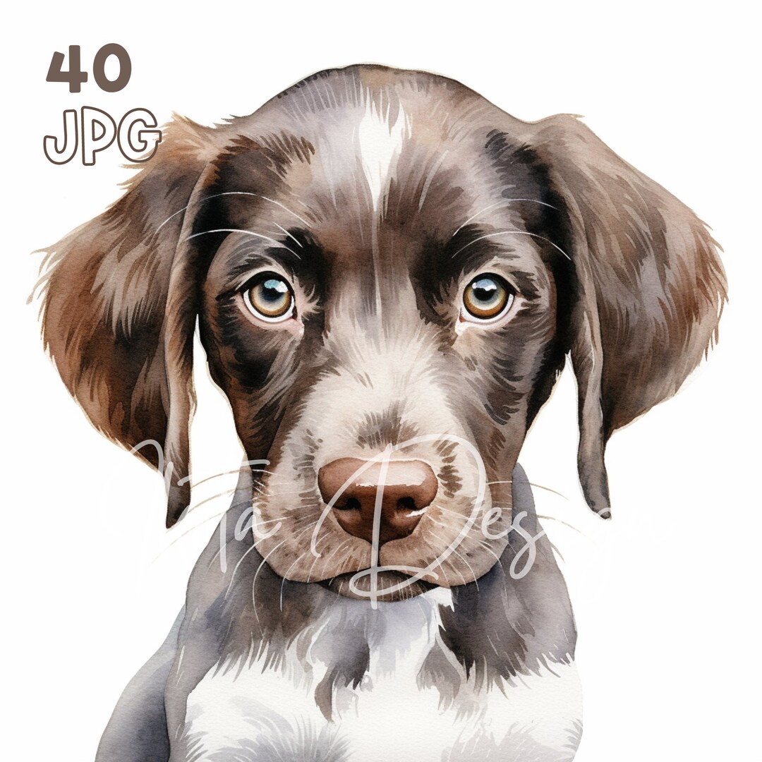 Short Haired Pointer Puppy Clipart - 40 High Quality Jpgs - Digital ...