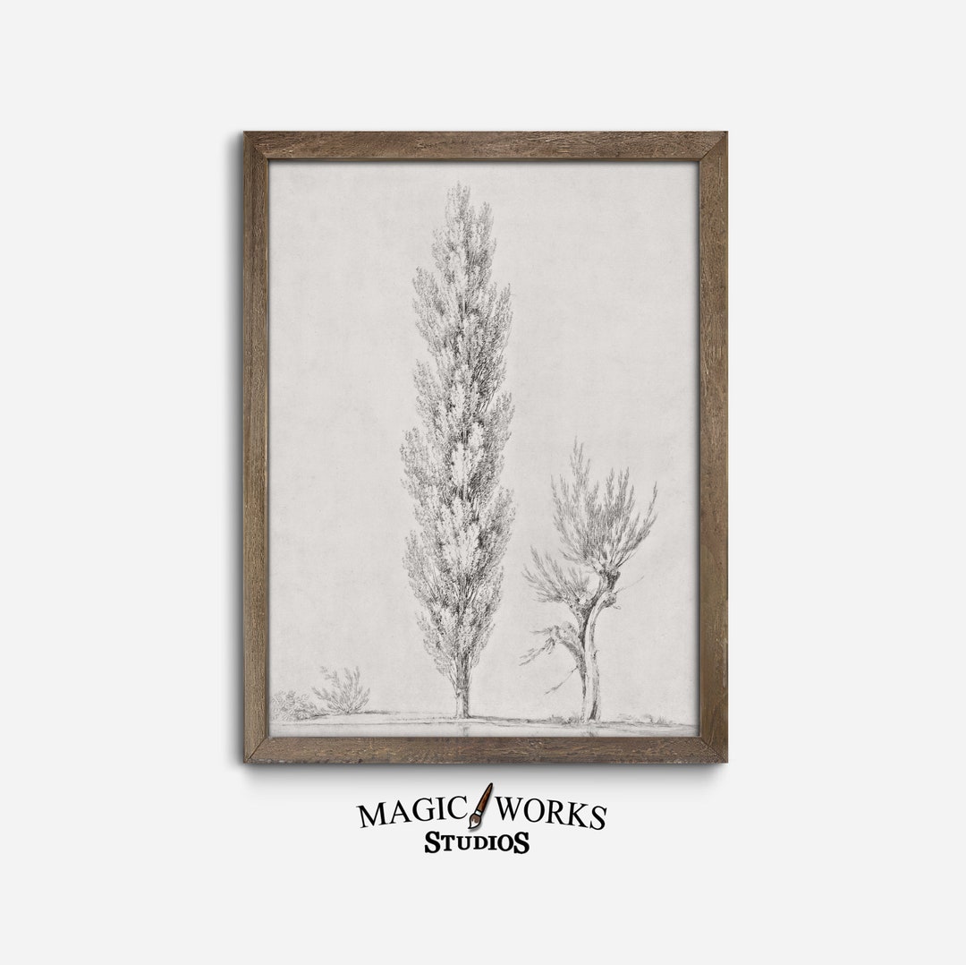 Vintage Italian Cypress Tree Drawing, Cypress Tree Landscape Wall Art ...