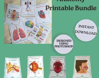 Revision Resource (biology~human Anatomy) - Etsy