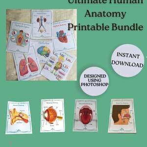 Biology Anatomy Ultimate Bundle Printable Human Anatomy Worksheets for ...