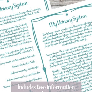 Urinary System Labelling Activity Printable Urinary System Teaching ...