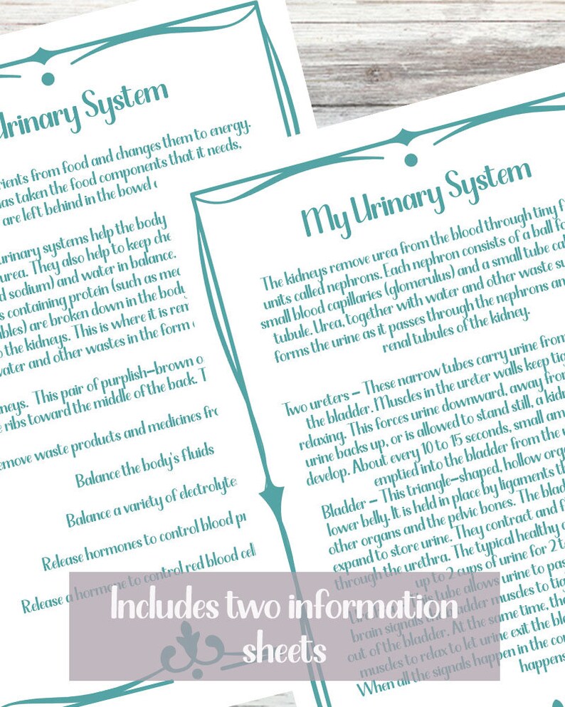 Urinary System Labelling Activity Printable Urinary System Teaching ...