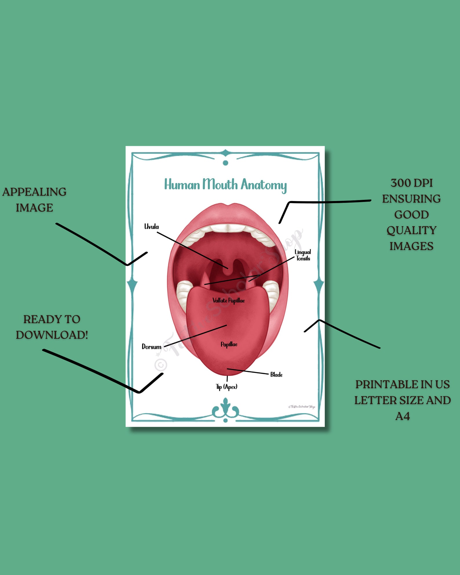 Human Mouth Anatomy Activity High School Biology Resource Secondary ...