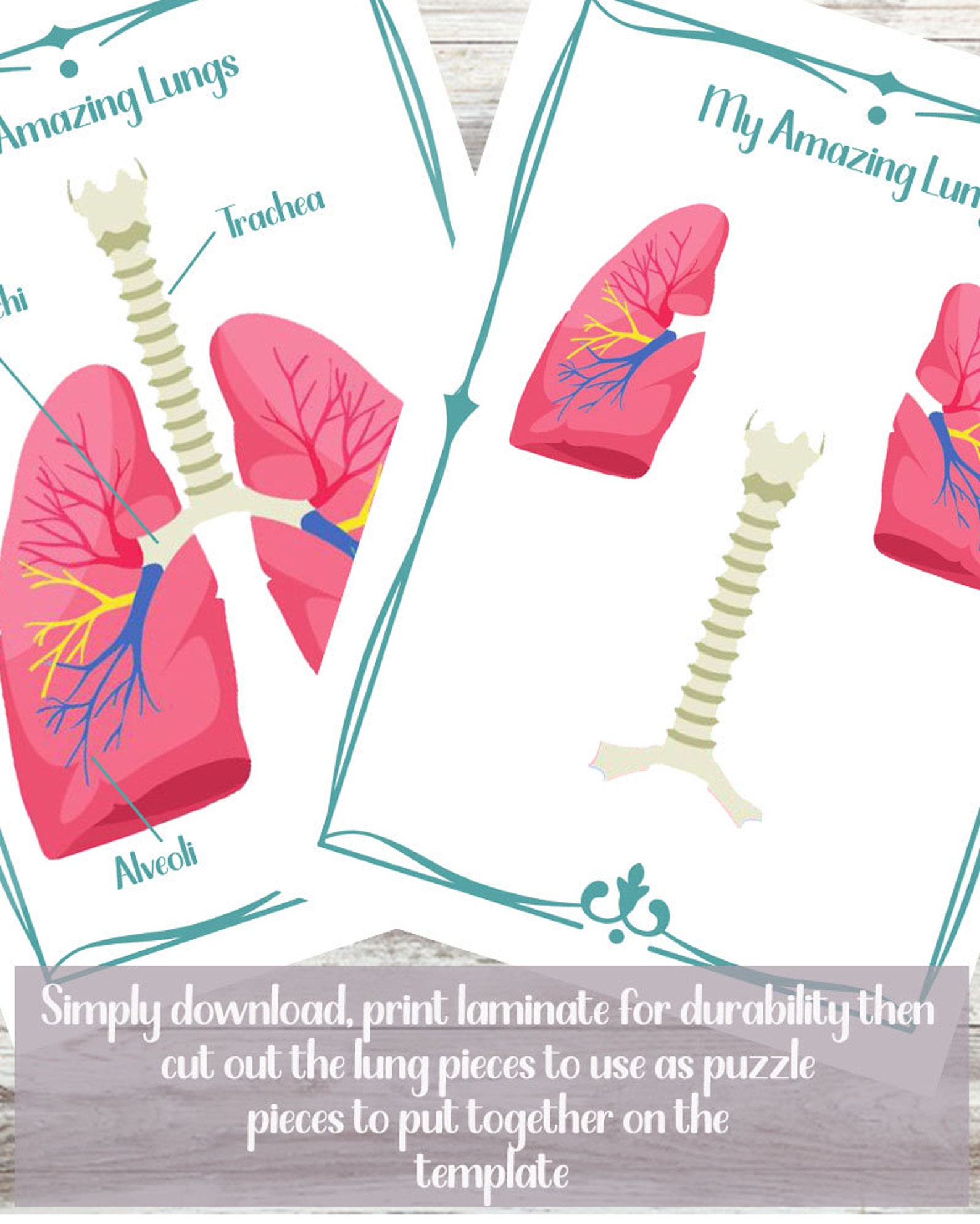 Lungs Anatomy Activity Printable Parts of the Lungs Resources Body ...