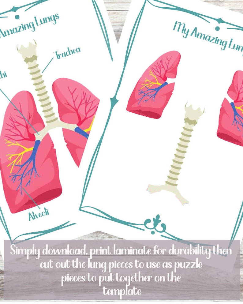Lungs Anatomy Activity Printable Parts of the Lungs Resources Body ...