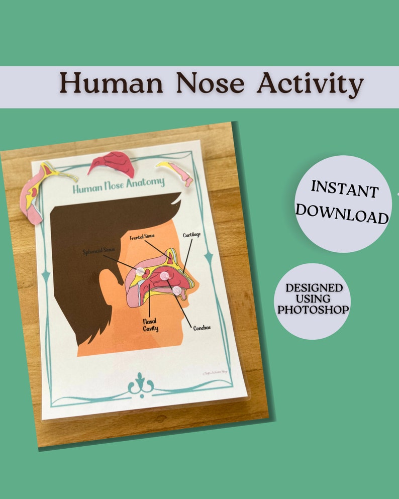 Human Nose Anatomy Activity High School Biology Resource Secondary ...