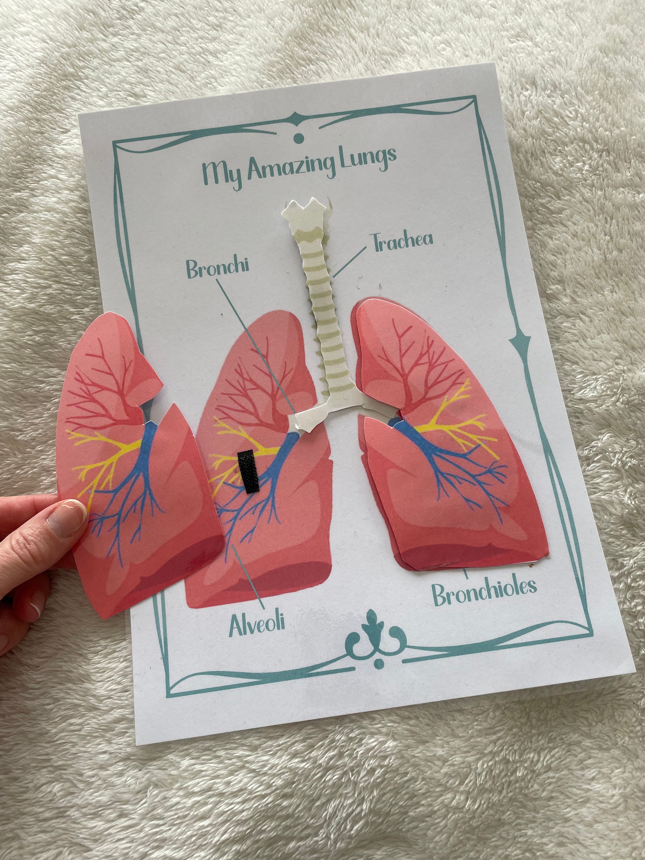 Lungs Anatomy Activity Printable Parts of the Lungs Resources Body ...