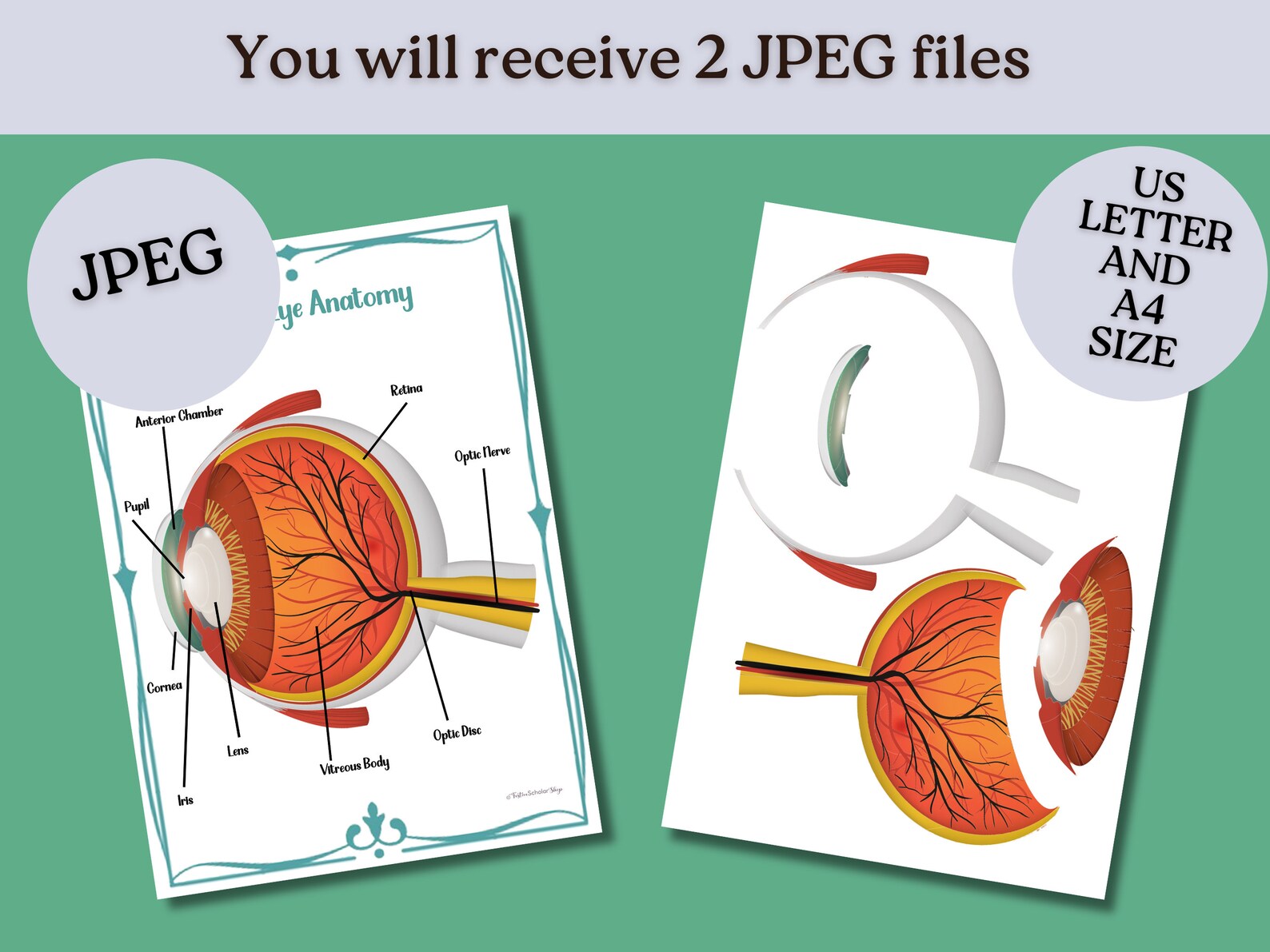 Human Eye Anatomy Printable Worksheet Sense of Sight Activity Biology ...