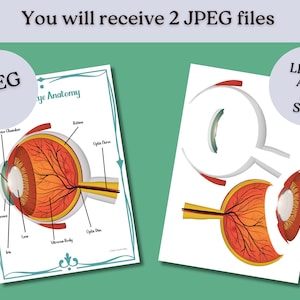 Human Eye Anatomy Printable Worksheet Sense of Sight Activity Biology ...
