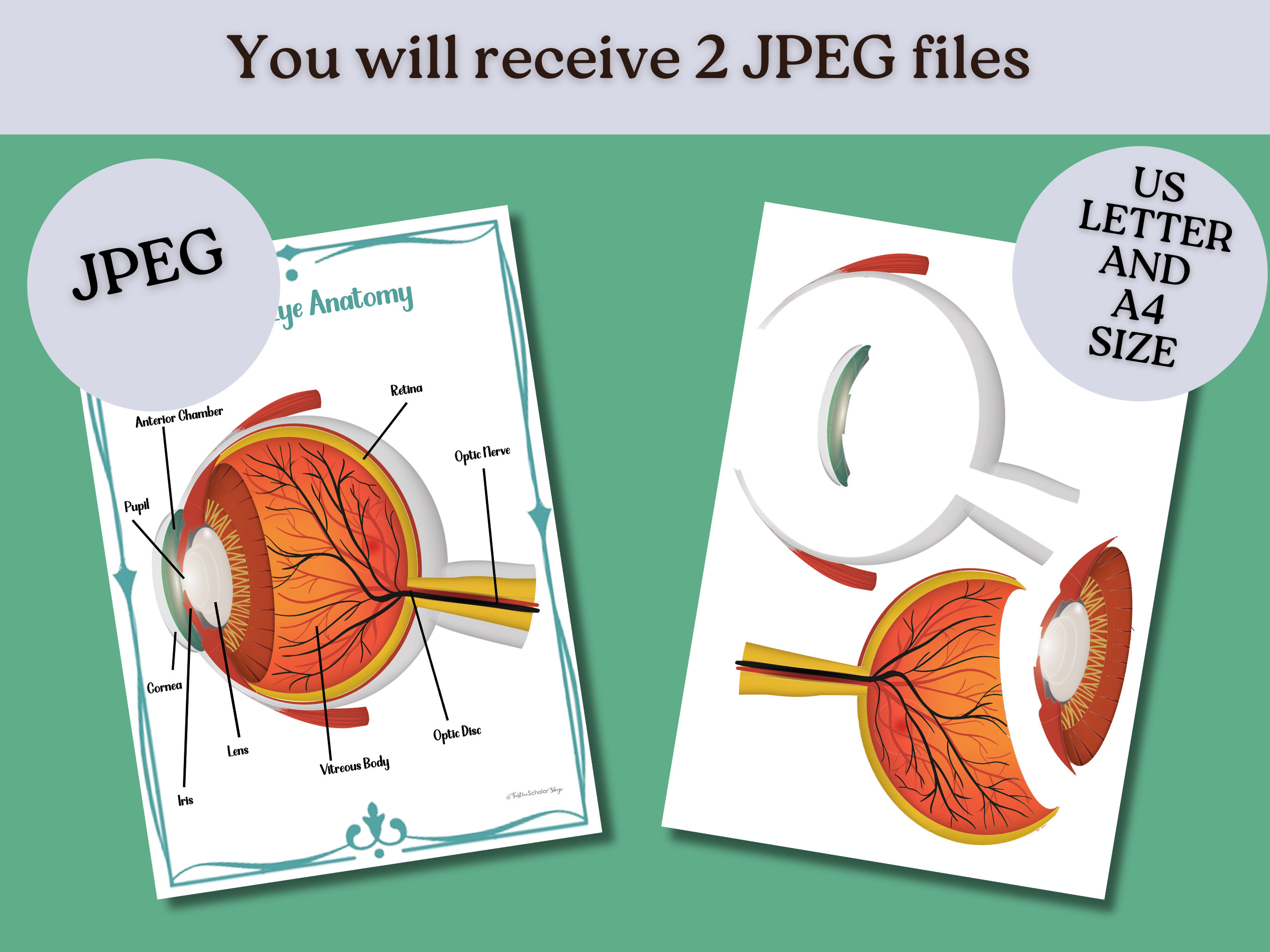 Human Eye Anatomy Printable Worksheet Sense of Sight Activity Biology ...