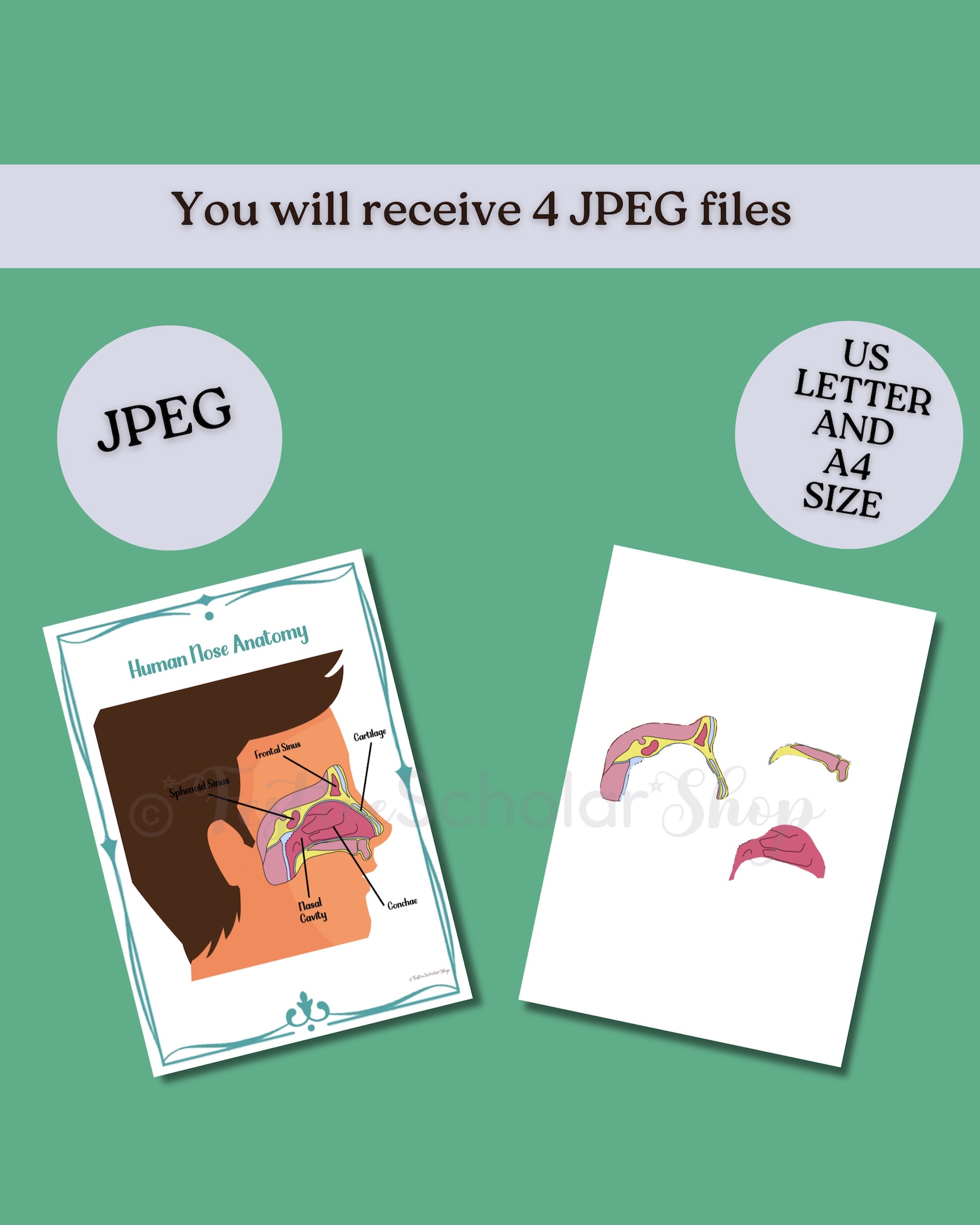 Human Nose Anatomy Activity High School Biology Resource Secondary ...