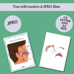 Human Nose Anatomy Activity High School Biology Resource Secondary ...