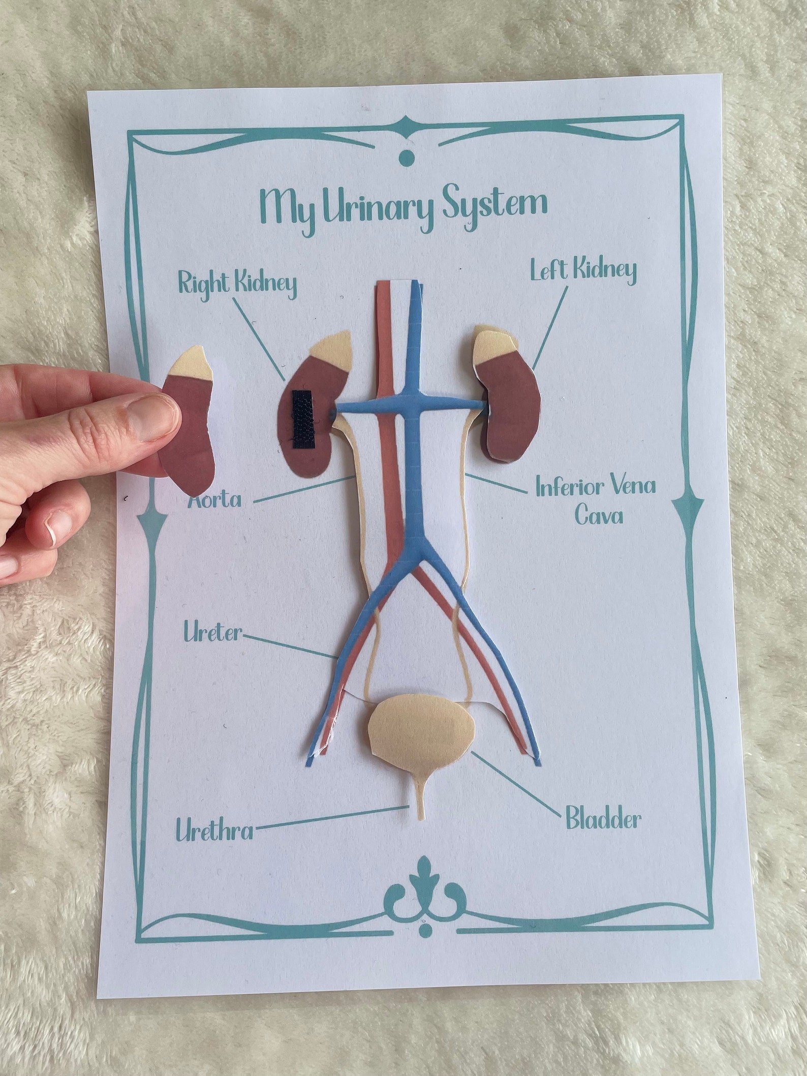 Human Anatomy Printable Bundle Parts of the Body Worksheets Printable ...