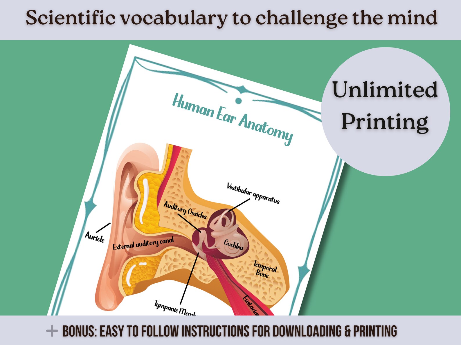 Ear Anatomy Printable Worksheet Anatomy of the Ear Teaching Resource ...