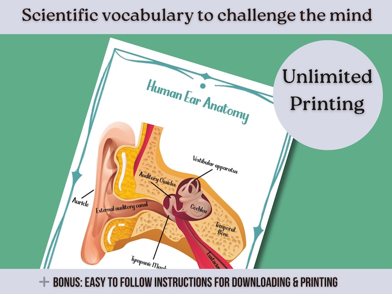 Ear Anatomy Printable Worksheet Anatomy of the Ear Teaching Resource ...
