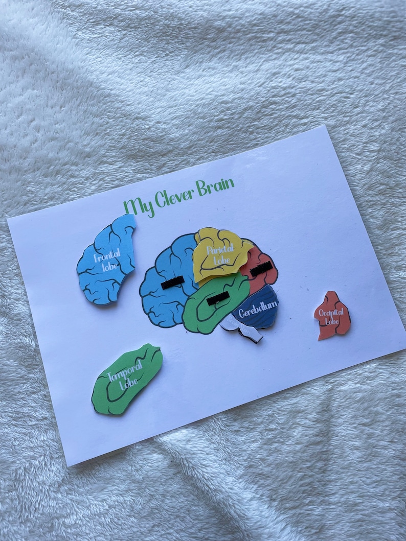 Parts of the Brain Printable Worksheet Brain Anatomy Teaching Resource ...