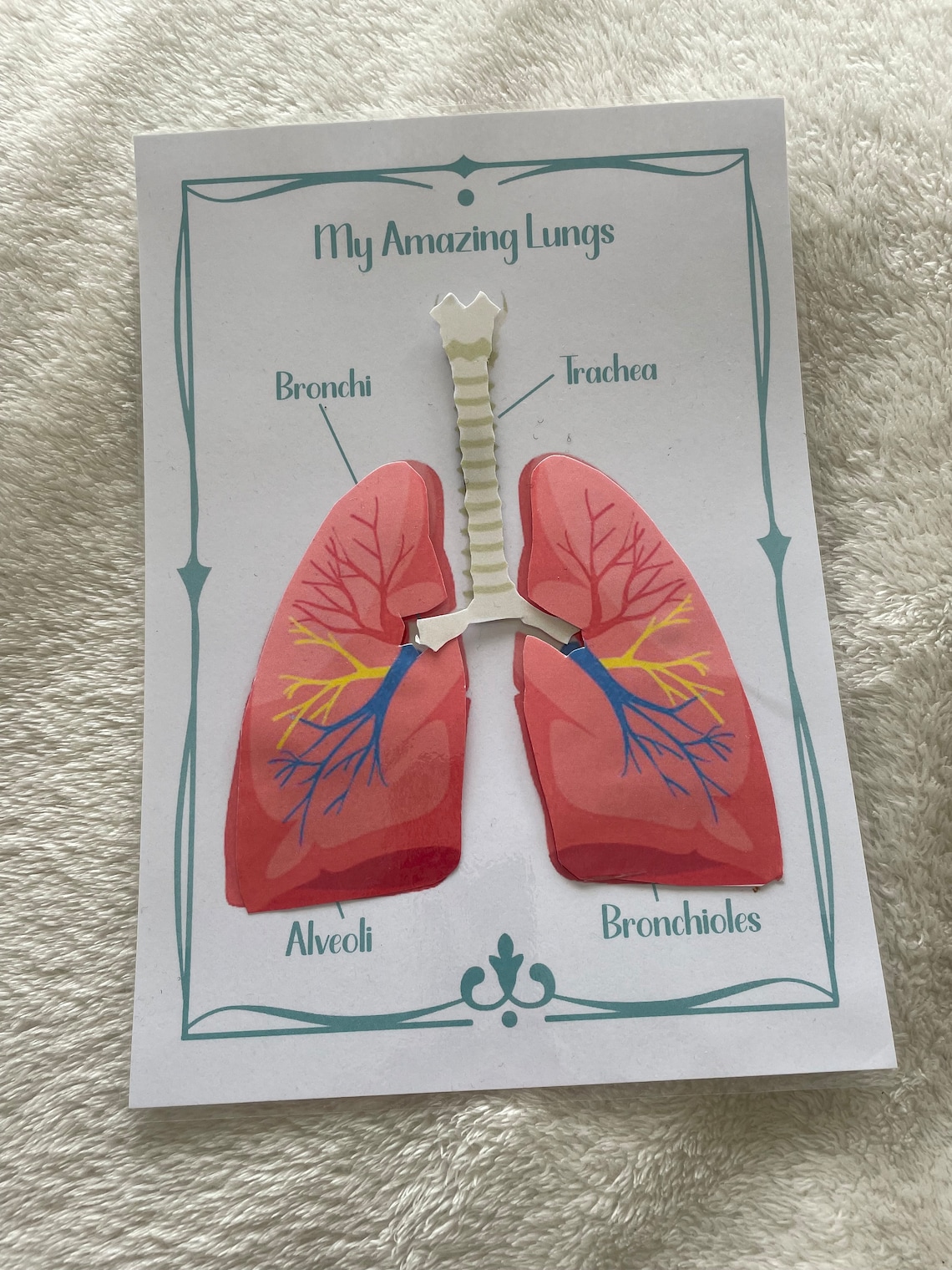 Lungs Anatomy Activity Printable Parts of the Lungs Resources Body ...
