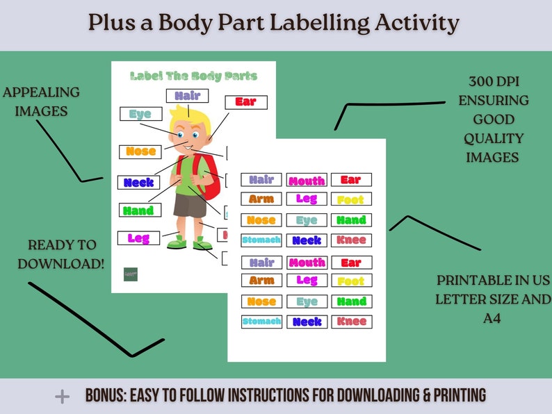 Biology My Body Anatomy Bundle Printable Human Anatomy Worksheets for ...