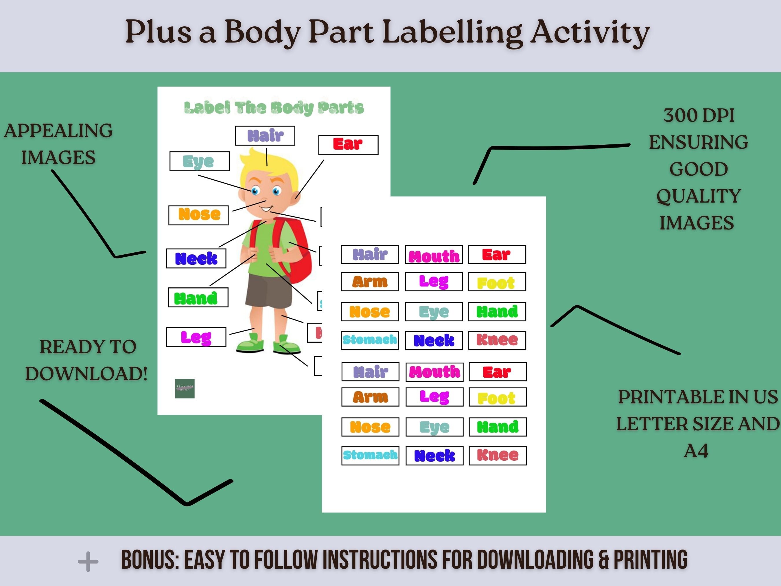Biology My Body Anatomy Bundle Printable Human Anatomy Worksheets for ...
