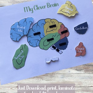 Parts of the Brain Printable Worksheet Brain Anatomy Teaching Resource ...