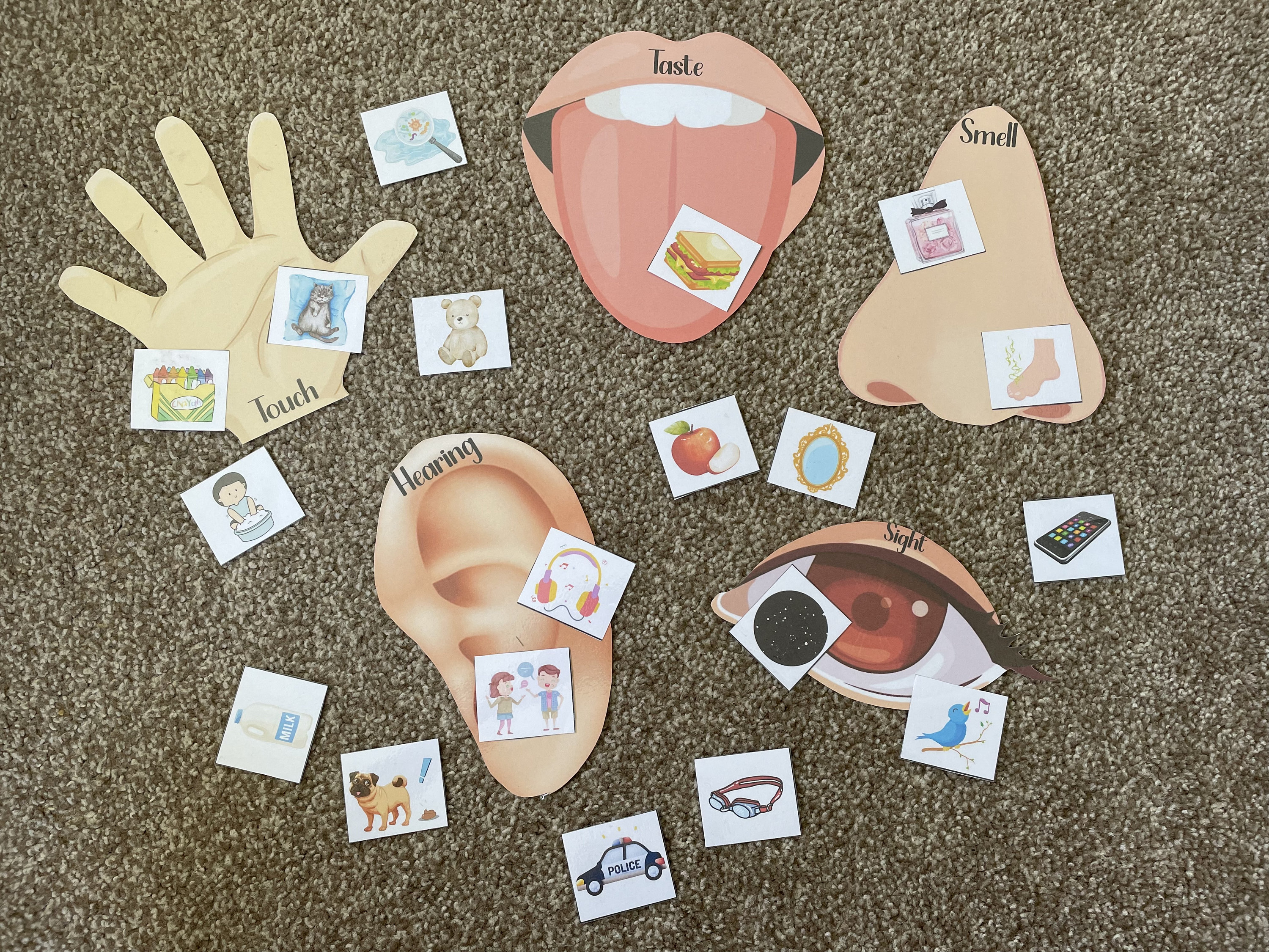 Five Senses Sorting Activity Printable 5 Senses Resource for Homeschool ...