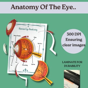 Biology Five Senses Anatomy Bundle Printable Human Body Worksheets for ...