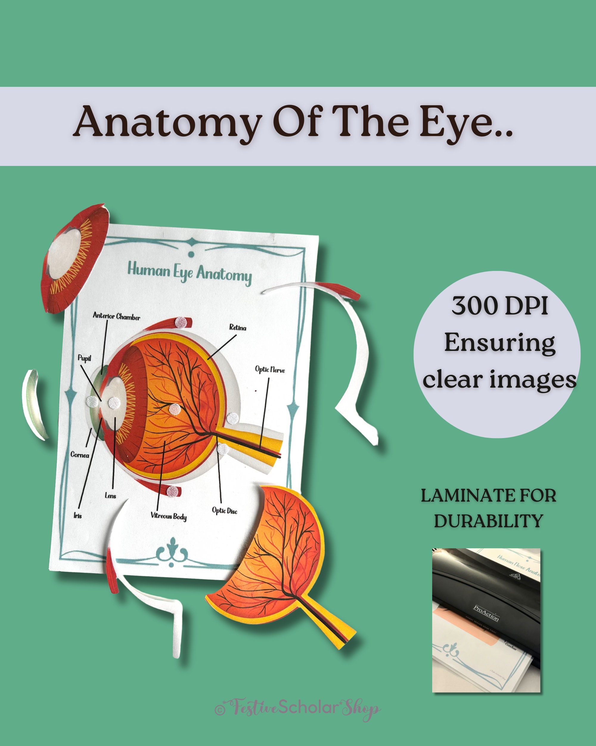 Biology Five Senses Anatomy Bundle Printable Human Anatomy Worksheets ...