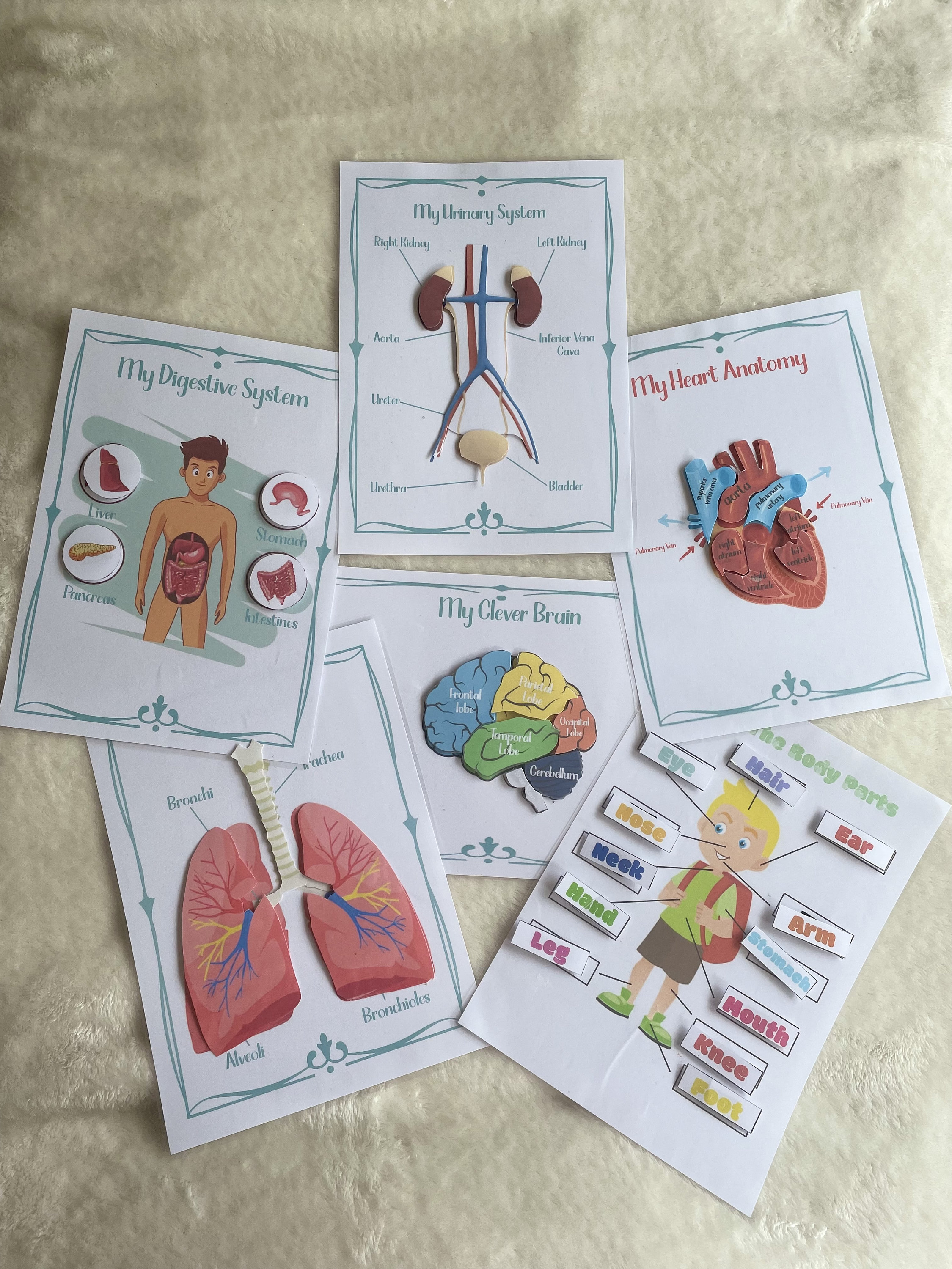 Human Anatomy Printable Bundle Parts of the Body Worksheets Printable ...