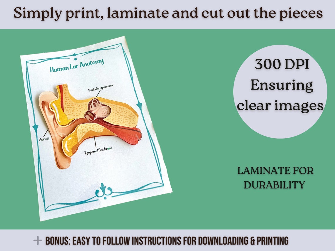 Ear Anatomy Printable Worksheet Anatomy of the Ear Teaching Resource ...